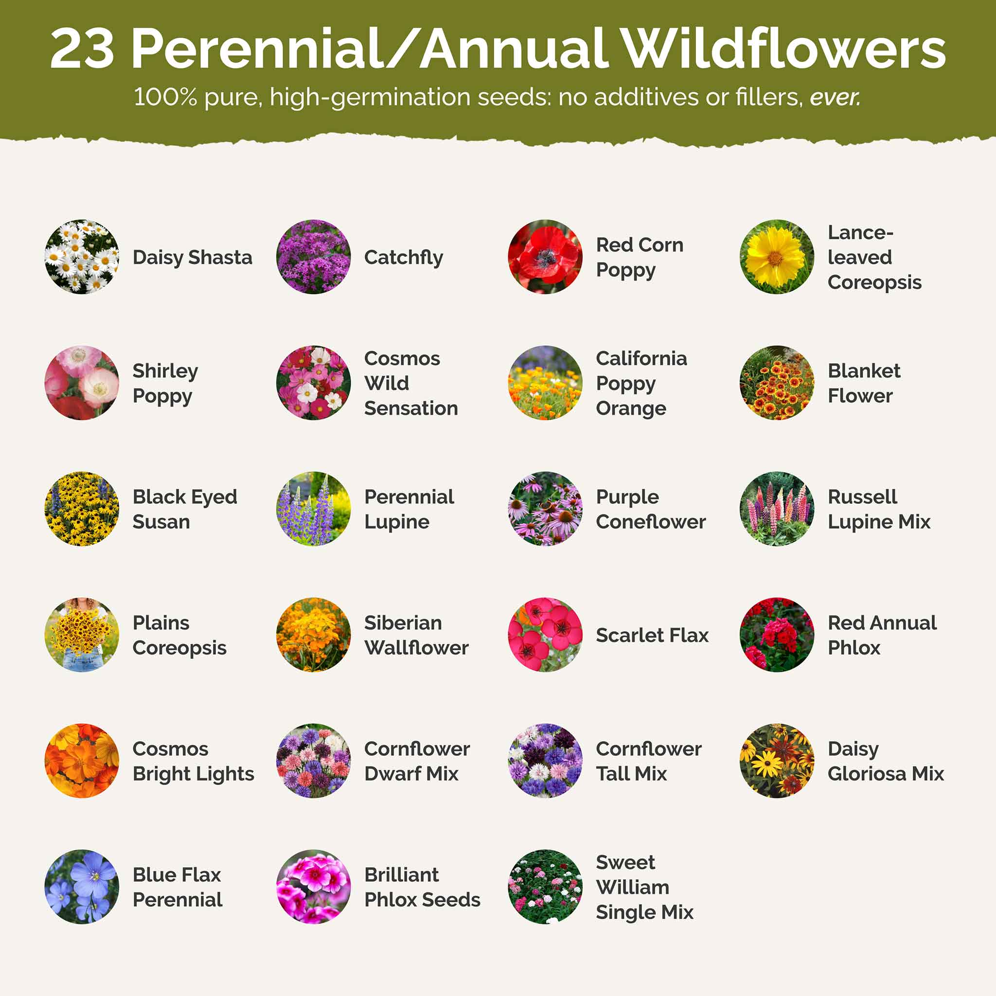 Massachusetts Wildflower Seed Mix | Wildflower Seeds | Eden Brothers
