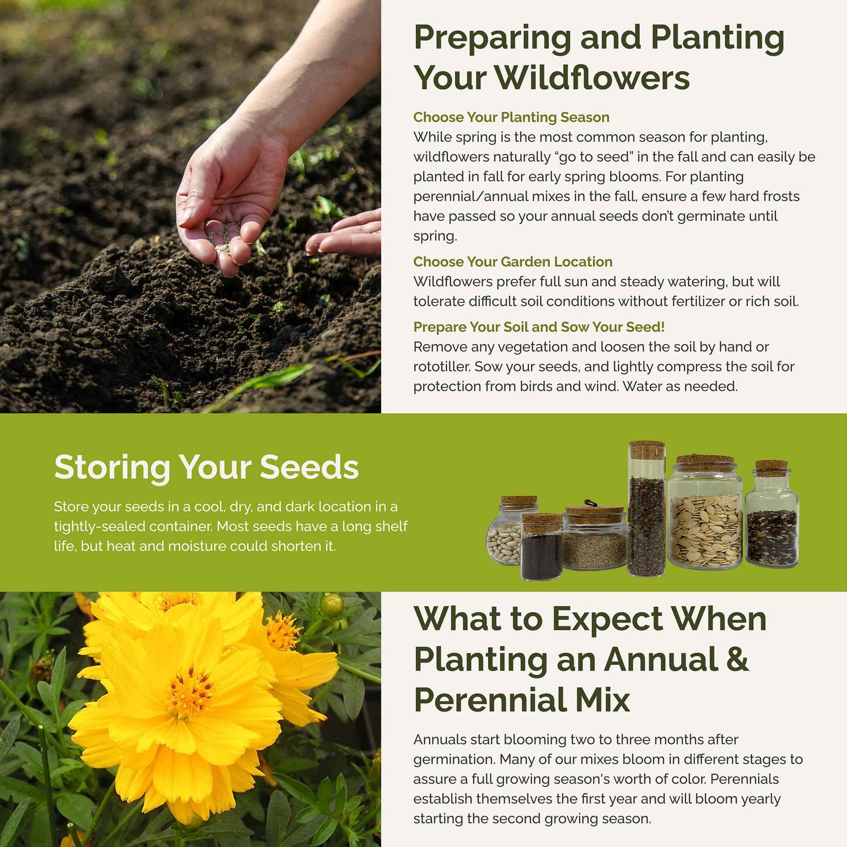 Mellow Yellow - Yellow Flower Seed Mix | Wildflower Seeds | Eden Brothers