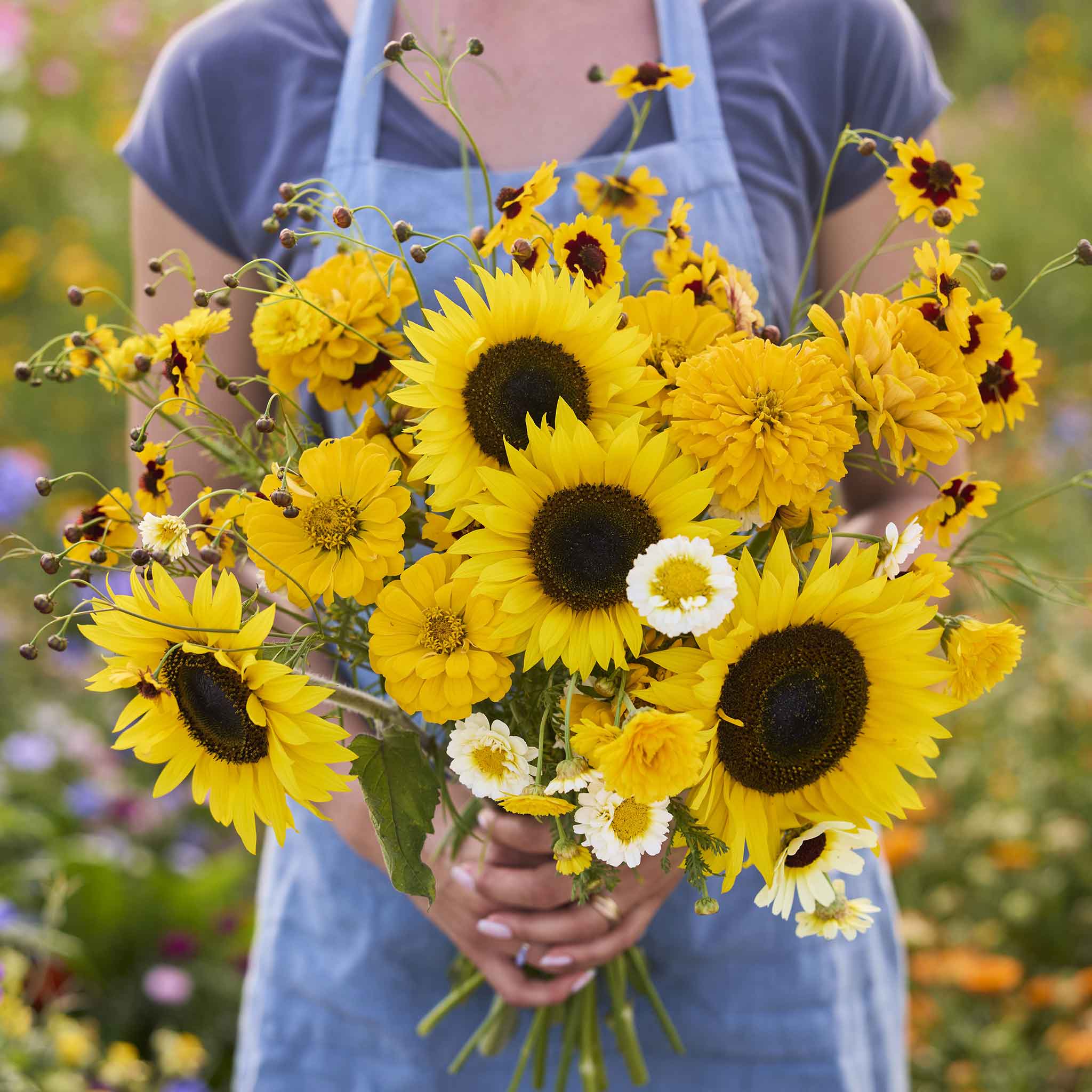 Mellow Yellow - Yellow Flower Seed Mix | Wildflower Seeds | Eden Brothers