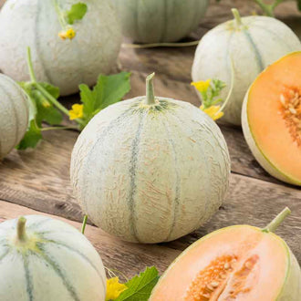 Melon Seeds | Shop 38 Varieties | Eden Brothers
