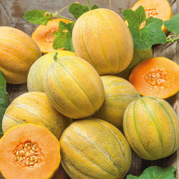 Melon Seeds - Minnesota Midget | Vegetable Seeds in Packets & Bulk ...