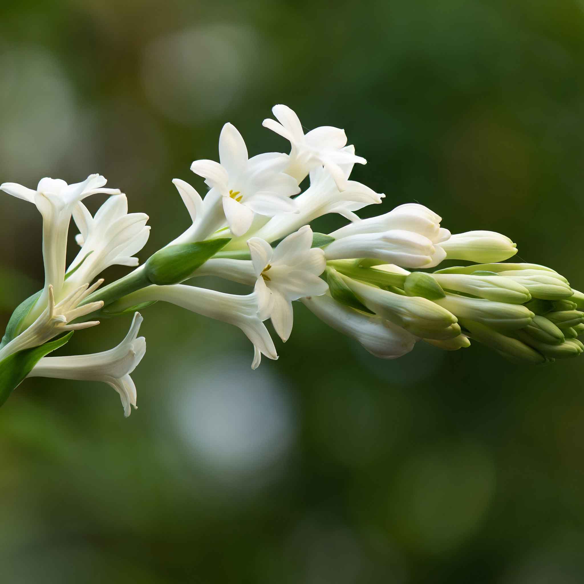 Mexican Tuberose (Single) | Spring Flower Bulbs | Eden Brothers