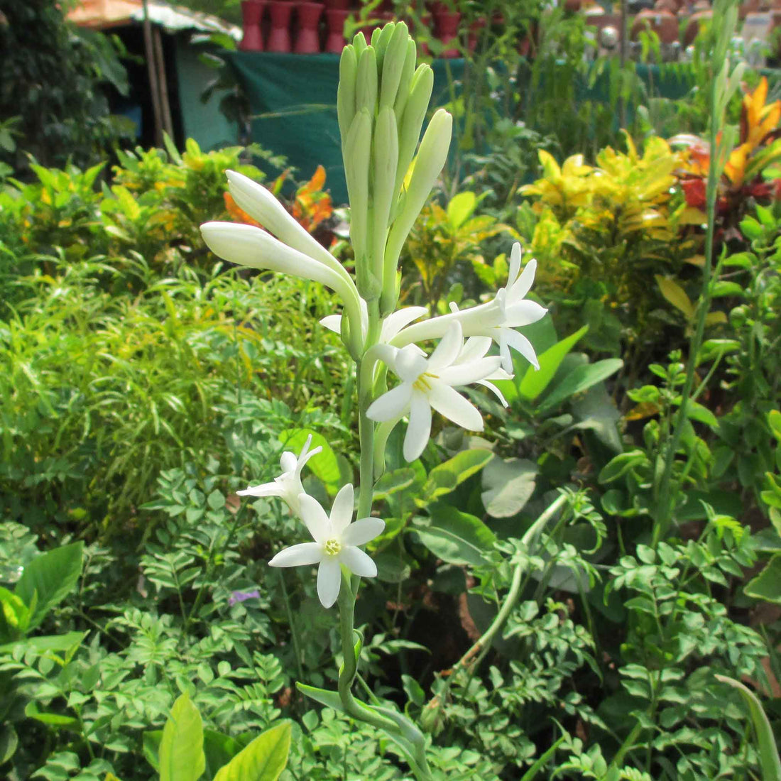 Mexican Tuberose (Single) | Spring Flower Bulbs | Eden Brothers
