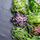 Microgreen Seeds - Microgreen Rainbow Blend | Microgreen Seeds in ...
