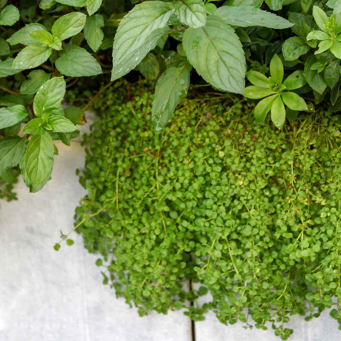 Mint Seeds - Corsican Mini Mint | Herb Seeds in Packets & Bulk | Eden ...