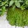 Mint Seeds - Corsican Mini Mint | Herb Seeds in Packets & Bulk | Eden ...