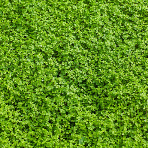 Mint Seeds - Corsican Mini Mint | Herb Seeds in Packets & Bulk | Eden ...