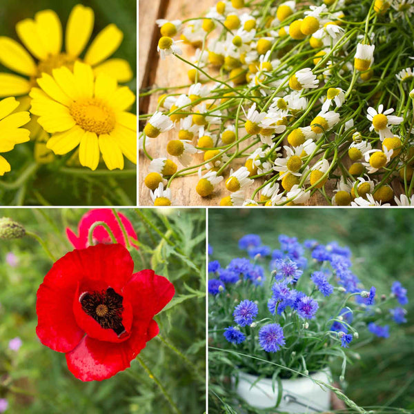 Back to Basics Flower Seed Mix | Flower Seeds | Eden Brothers