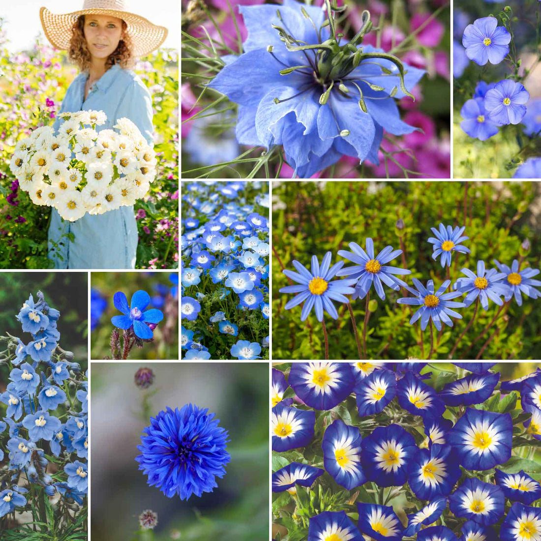 Blue Ribbon - Blue Flower Seed Mix | Wildflower Seeds | Eden Brothers