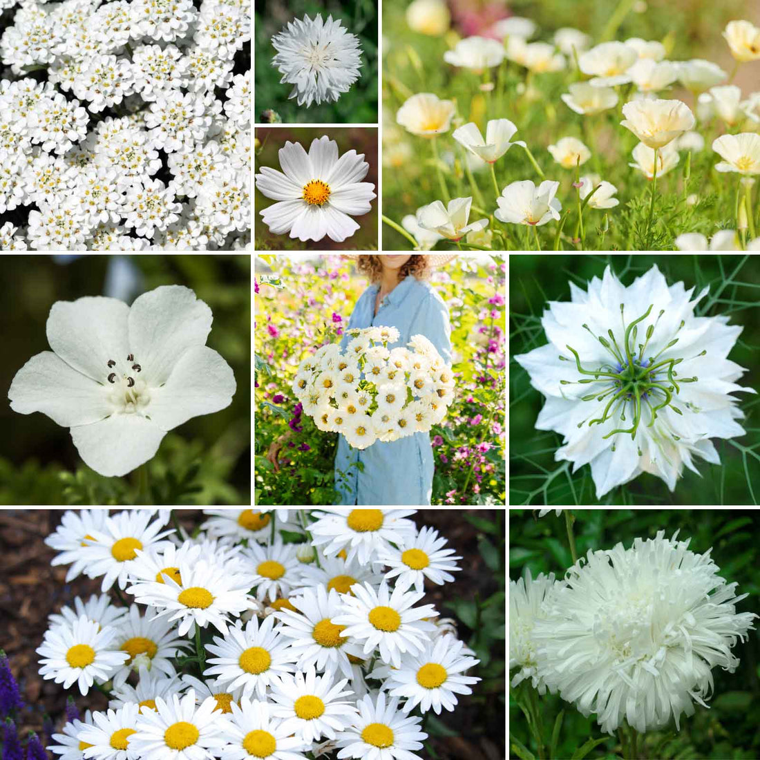 Cloud 9 - White Flower Seed Mix | Wildflower Seeds | Eden Brothers