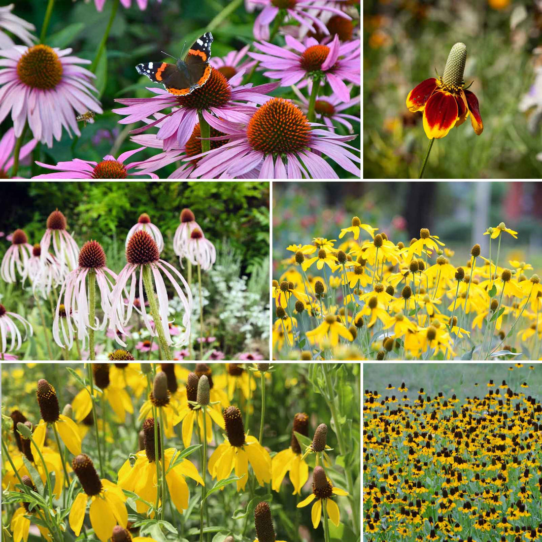 Conehead - Coneflower Seed Mix | Wildflower Seeds | Eden Brothers