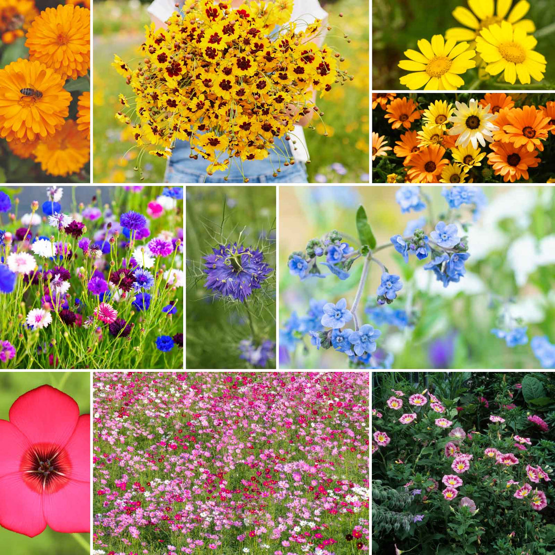 Country Garden Flower Seed Mix | Wildflower Seeds | Eden Brothers