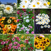 Daisy Seeds | Shop 21 Varieties | Eden Brothers