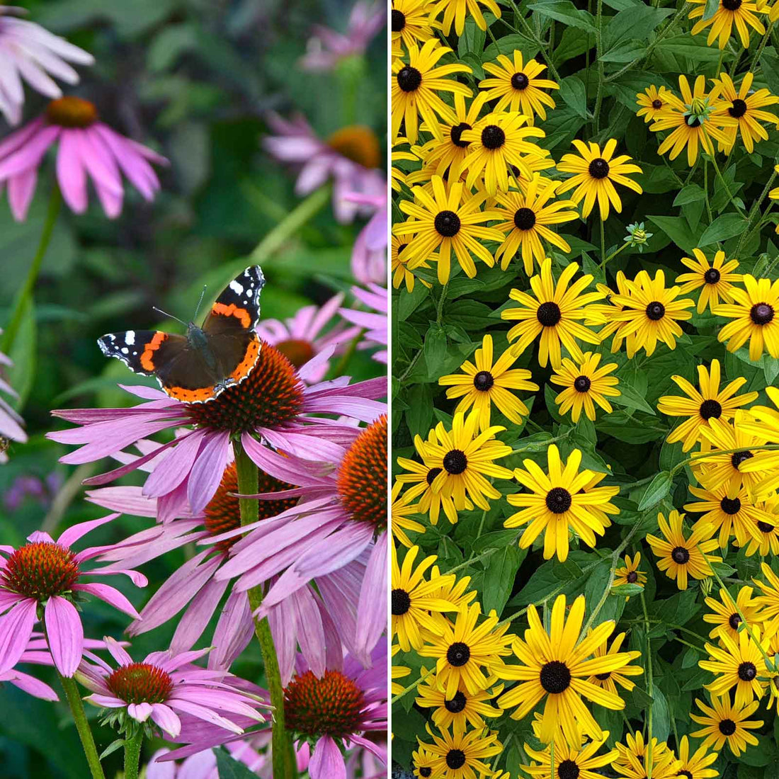 Dynamic Duo - Echinacea & Black Eyed Susan Mix | Flower Seeds | Eden ...