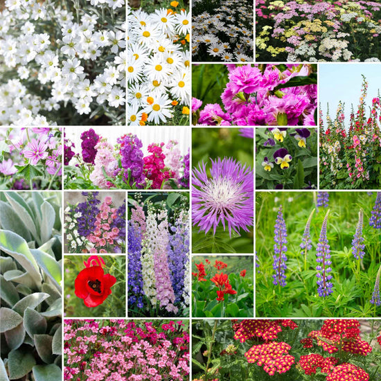 First Year Flowering Perennial Wildflower Seed Mix | Wildflower Seeds ...