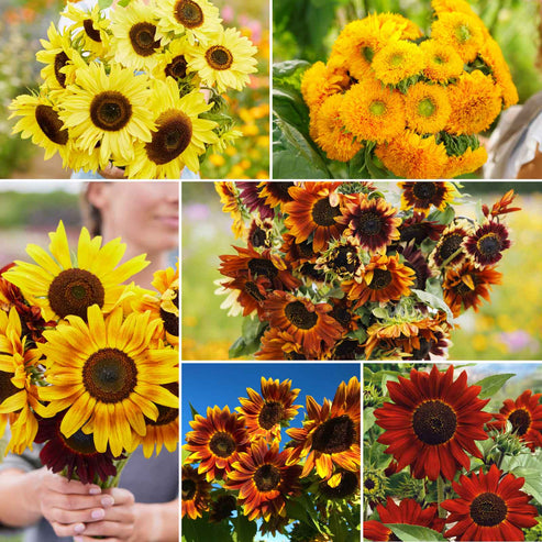 Here Comes The Sun - Sunflower Mix | Wildflower Seeds | Eden Brothers