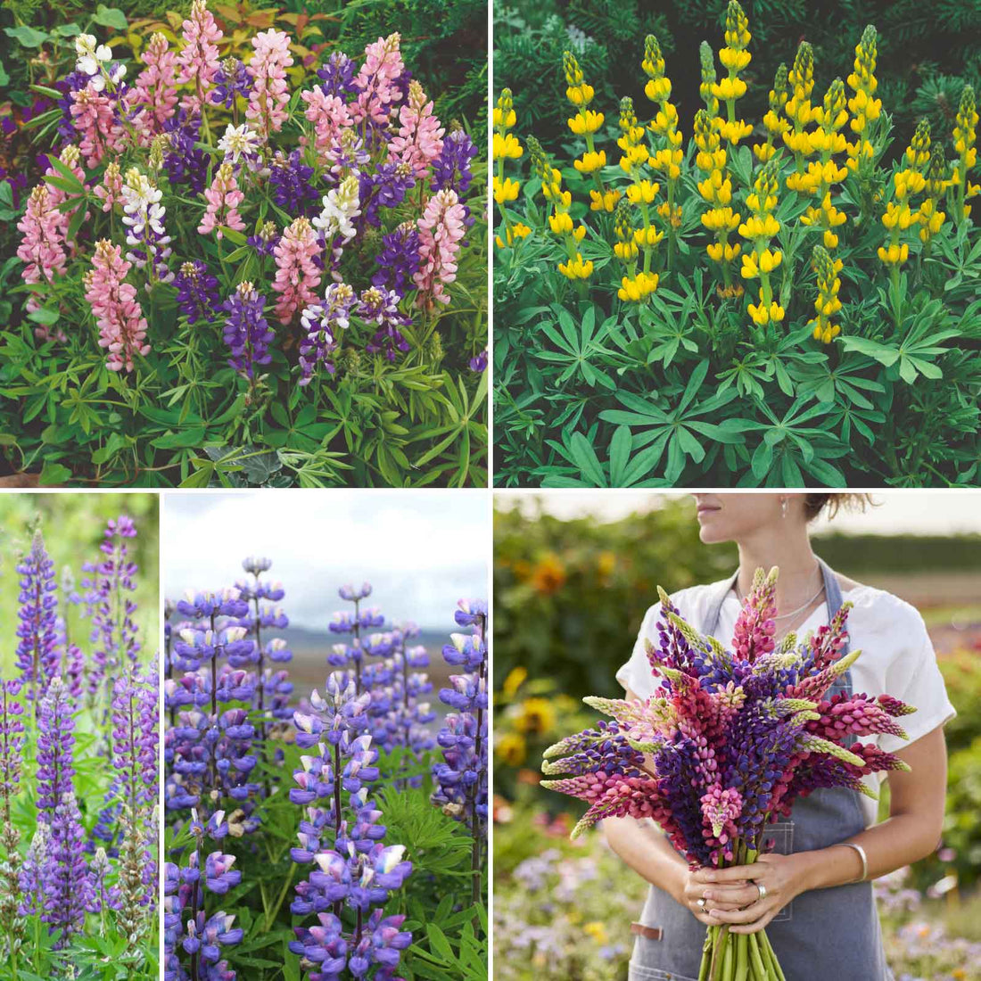 Loopy - Lupine Flower Seed Mix | Wildflower Seeds | Eden Brothers