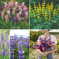 Loopy - Lupine Flower Seed Mix | Wildflower Seeds | Eden Brothers
