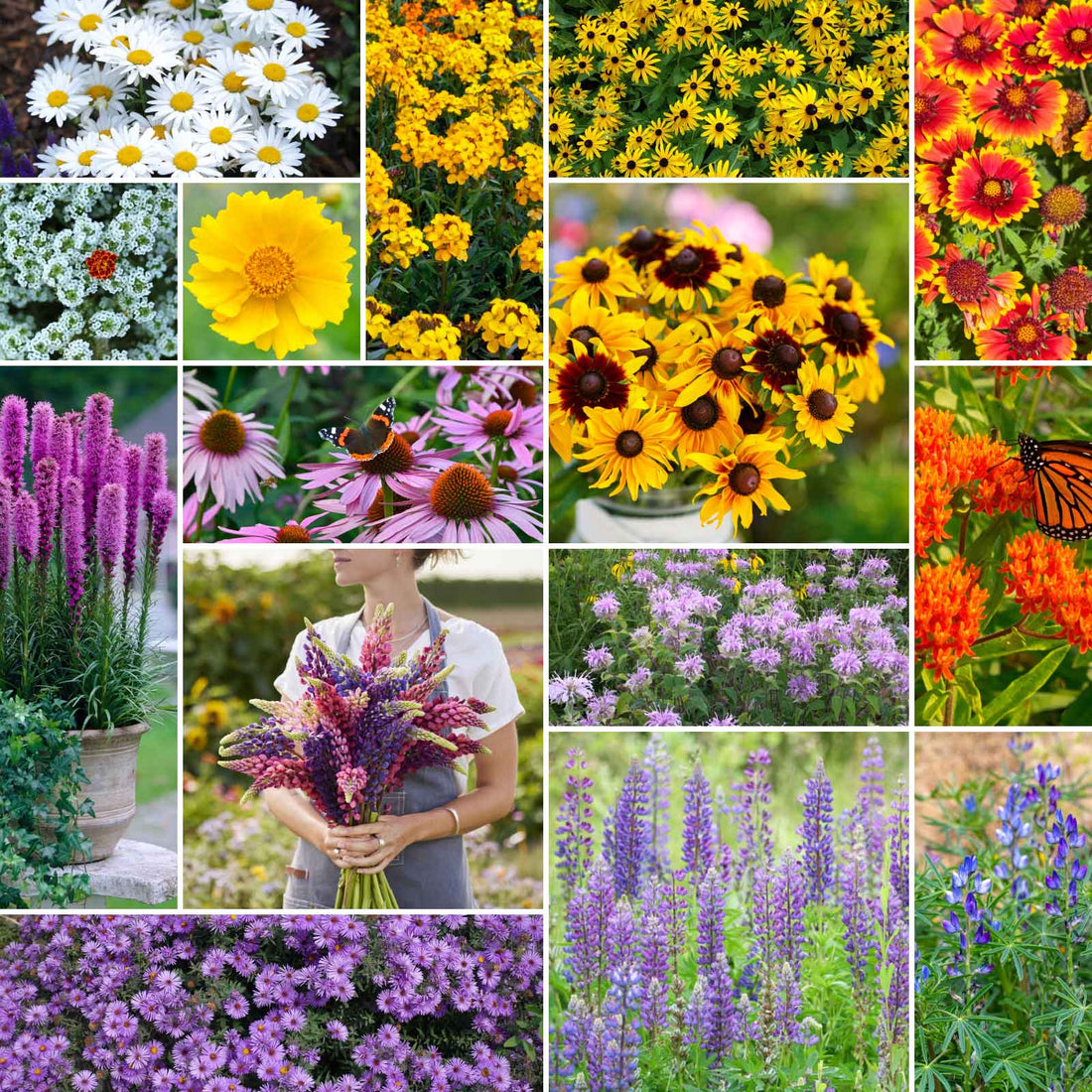 Northeast All Perennial Wildflower Seed Mix | Wildflower Seeds | Eden ...