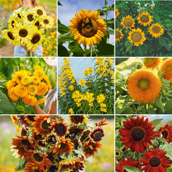 Sunny - Sunflower Seed Mix | Wildflower Seeds | Eden Brothers