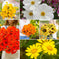 Sunset Mix - Orange, Yellow & White Flower Seed Mix | Wildflower Seeds ...