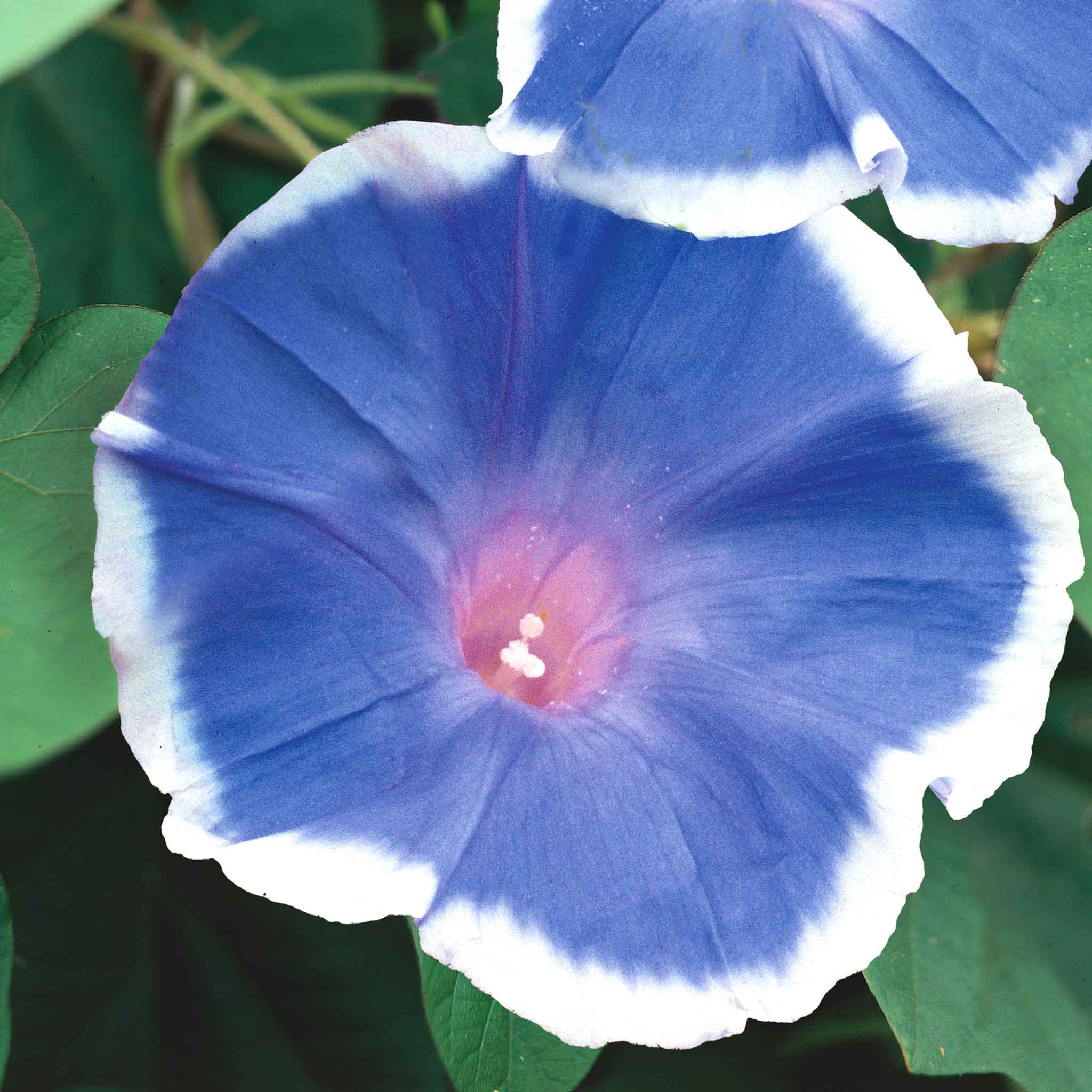Morning Glory Seeds - Blue Picotee | Flower Seeds in Packets & Bulk ...