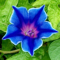 Morning Glory Seeds - Blue Picotee | Flower Seeds in Packets & Bulk ...