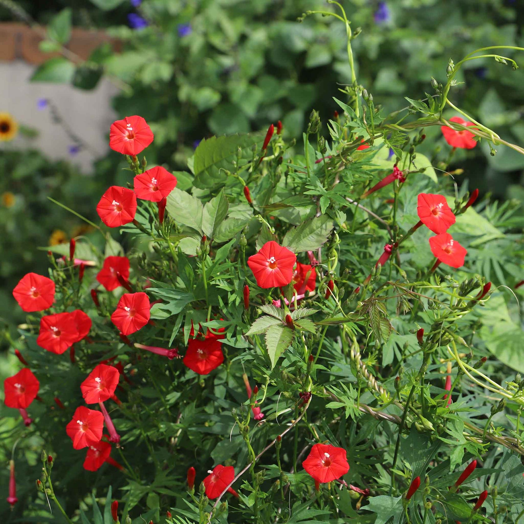 Cardinal Climber Seeds | Flower Seeds in Packets & Bulk | Eden Brothers