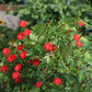 Cardinal Climber Seeds | Flower Seeds in Packets & Bulk | Eden Brothers