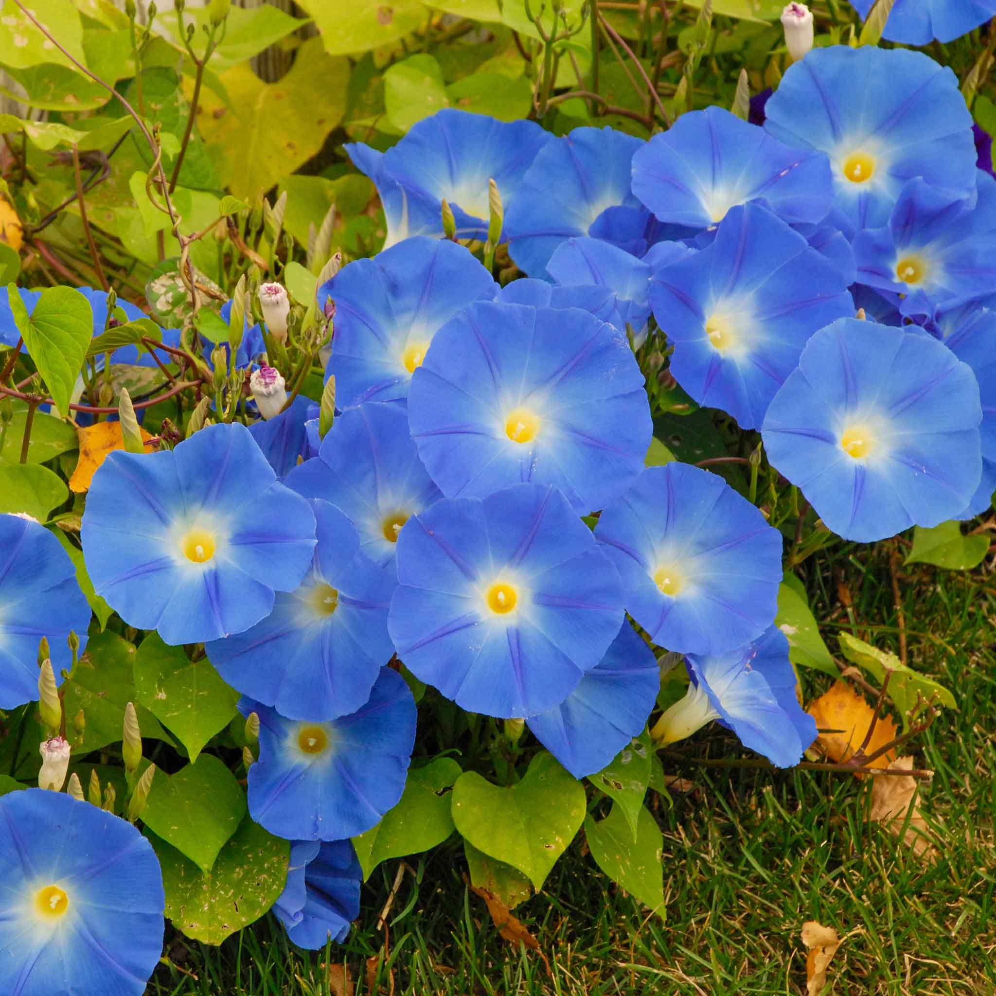 Morning Glory Seeds - Heavenly Blue | Flower Seeds in Packets & Bulk ...