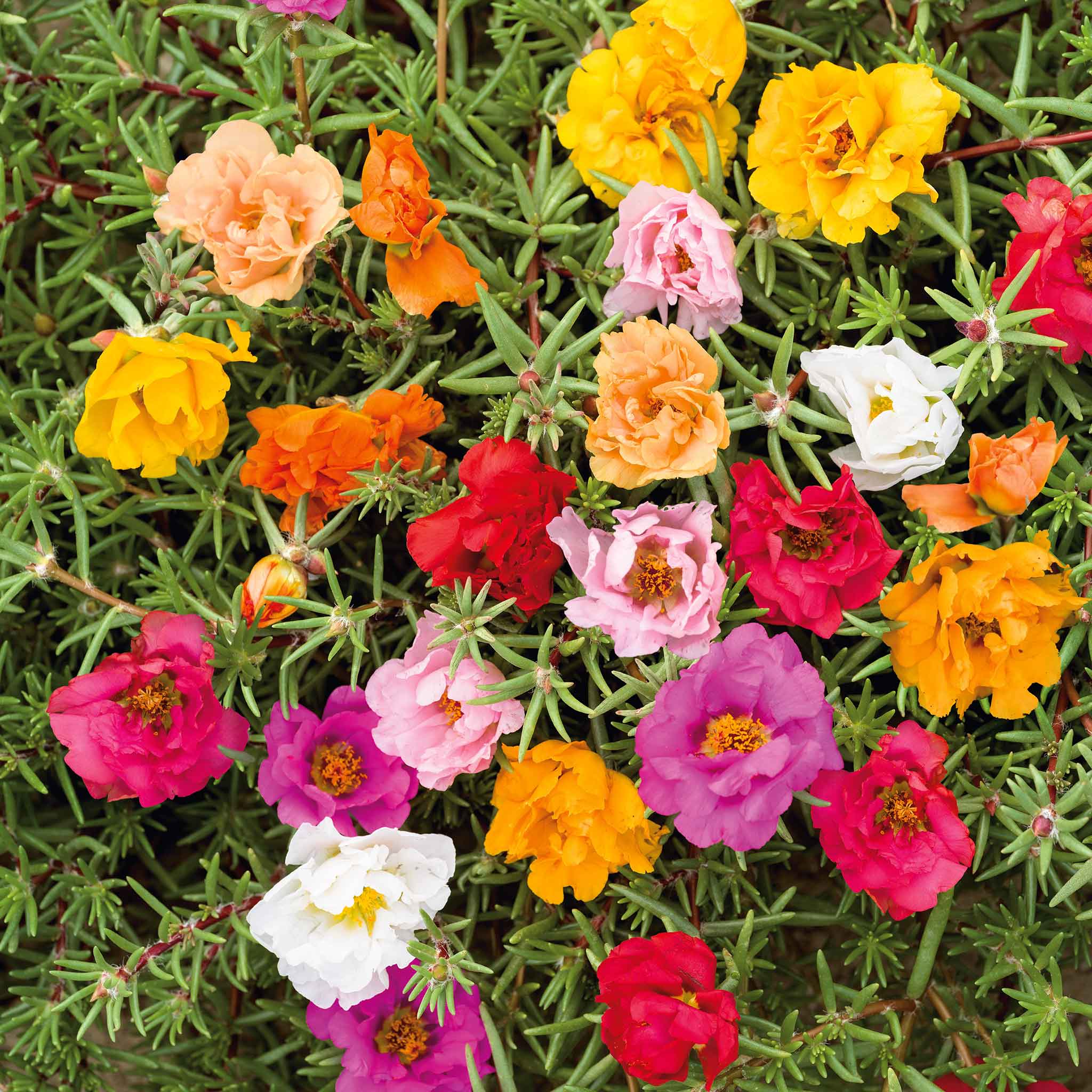 Moss Rose Seeds - Double Mix | Flower Seeds in Packets & Bulk | Eden ...