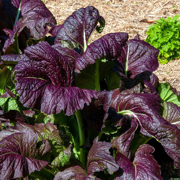 Mustard Seeds - Red Giant | Vegetable Seeds | Eden Brothers