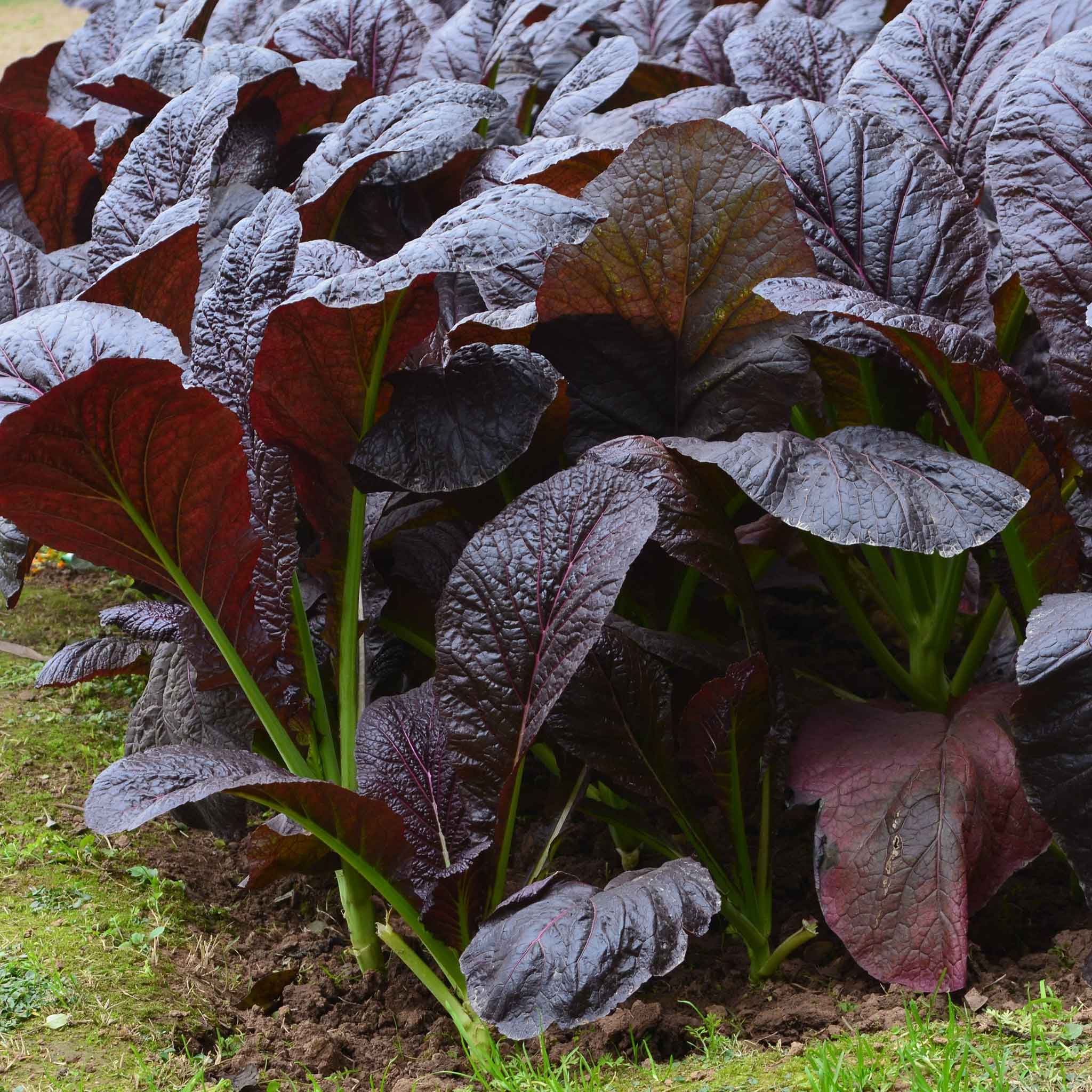 Mustard Seeds - Red Giant | Vegetable Seeds | Eden Brothers