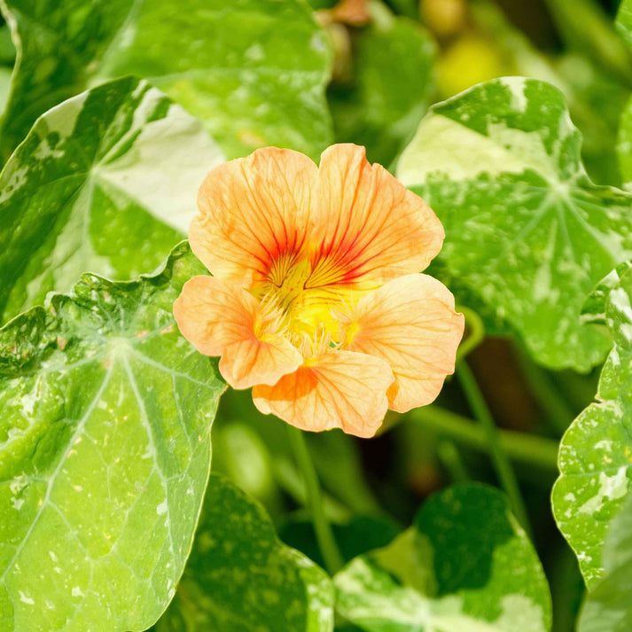 Nasturtium Seeds - Alaska Salmon | Flower Seeds in Packets & Bulk ...