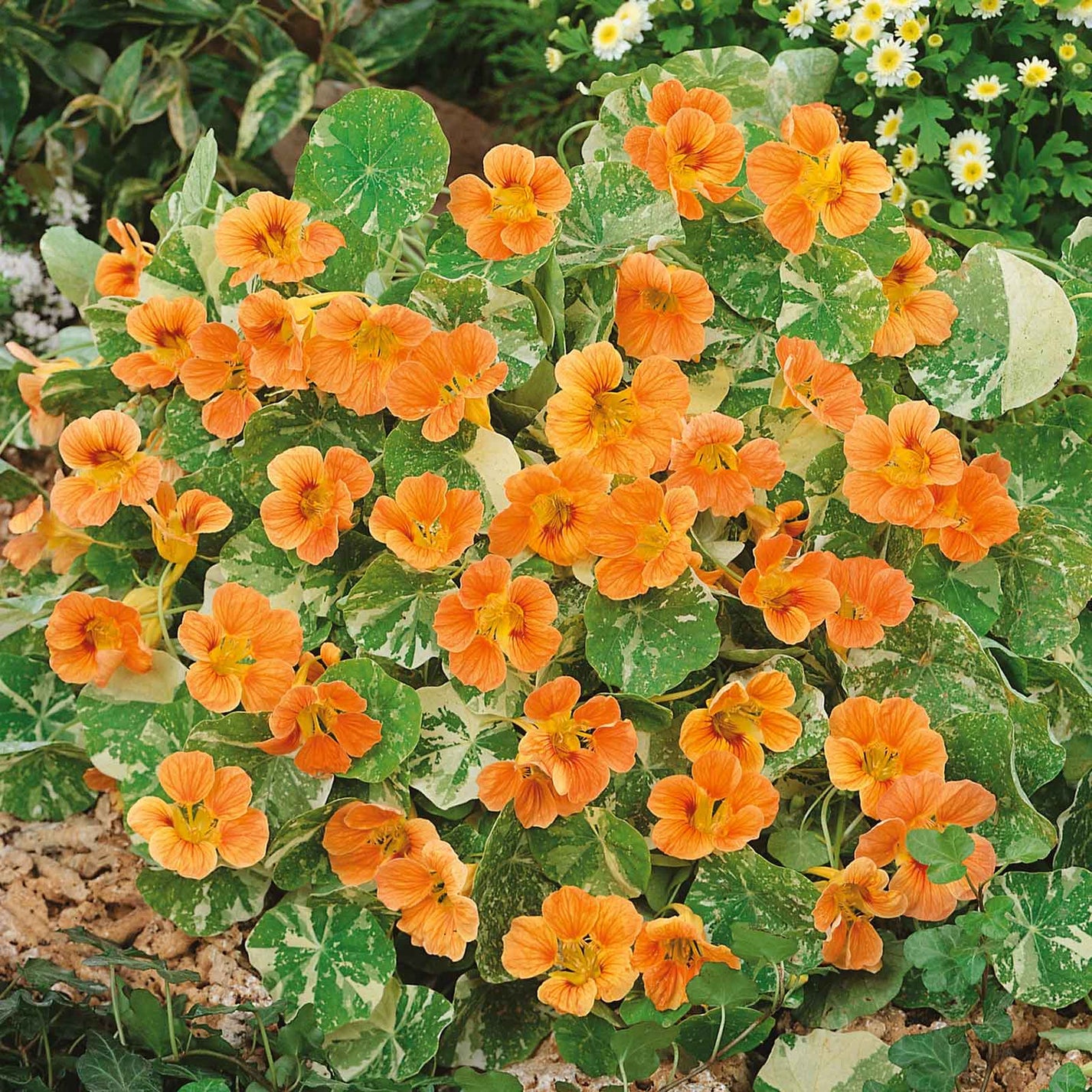 Nasturtium Seeds - Alaska Salmon | Flower Seeds in Packets & Bulk ...