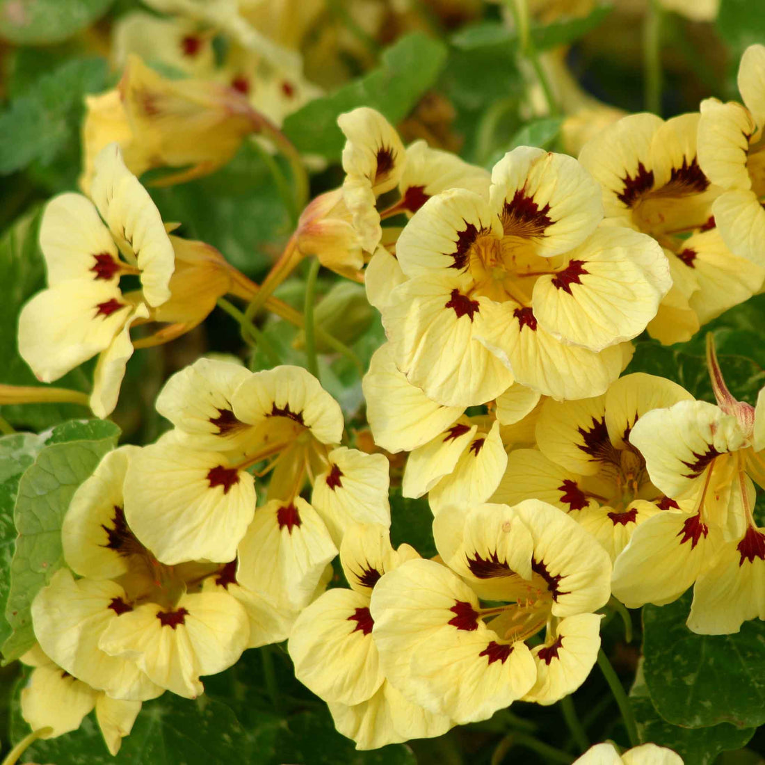 Nasturtium Seeds - Cream Troika | Flower Seeds in Packets & Bulk | Eden ...