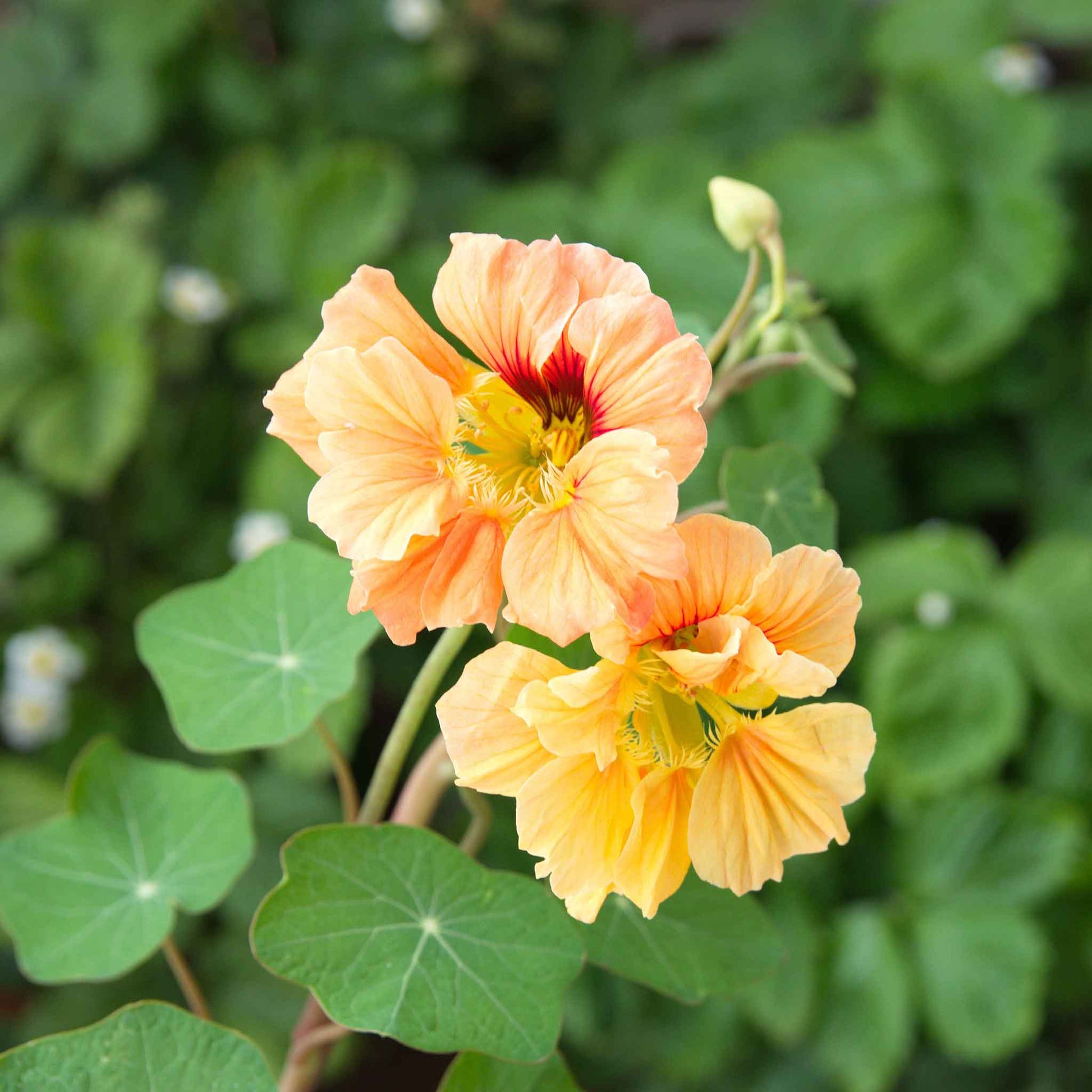 Nasturtium Seeds - Gleam Salmon | Flower Seeds in Packets & Bulk | Eden ...