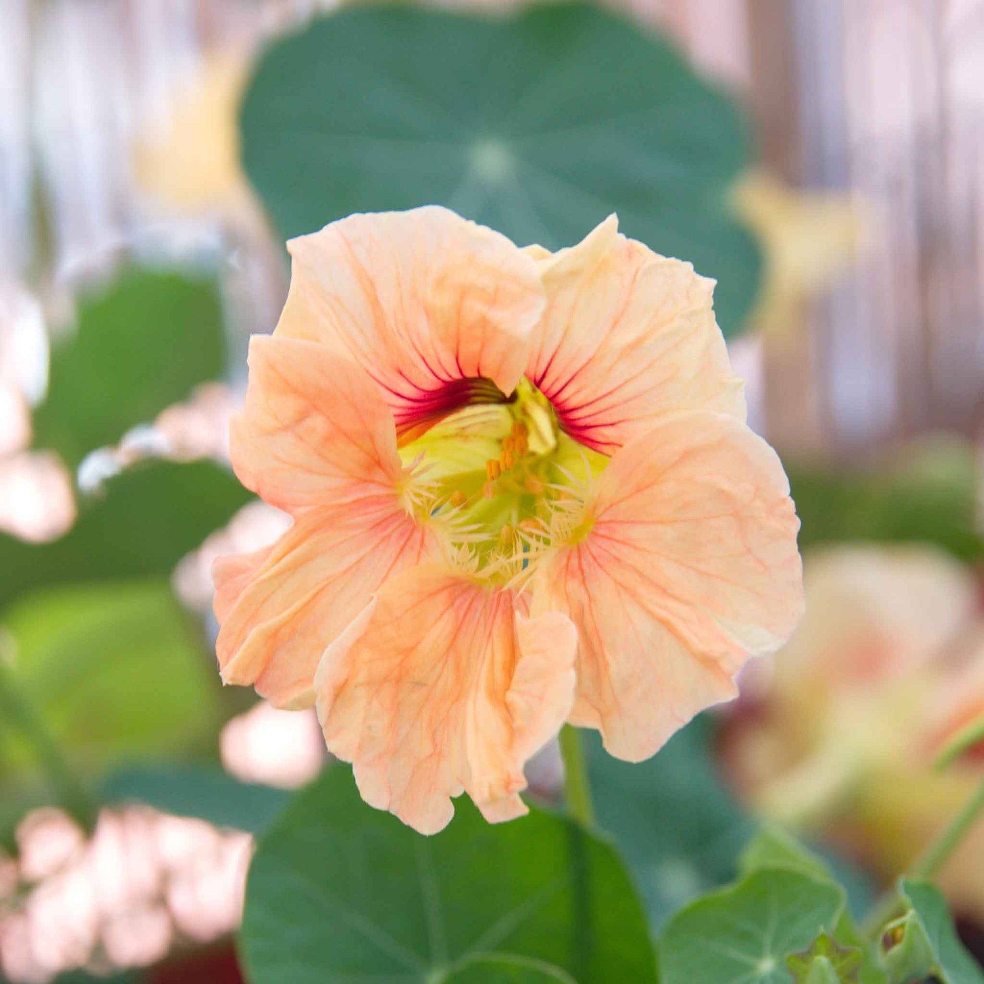 Nasturtium Seeds - Gleam Salmon | Flower Seeds in Packets & Bulk | Eden ...