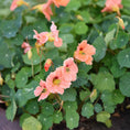 Nasturtium Seeds - Salmon Baby | Flower Seeds in Packets & Bulk | Eden ...