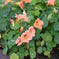 Nasturtium Seeds - Salmon Baby | Flower Seeds in Packets & Bulk | Eden ...