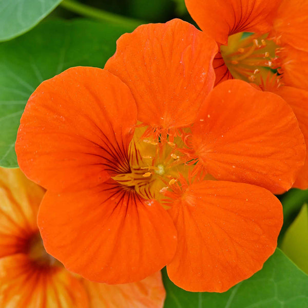 Nasturtium Seeds - Spitfire | Flower Seeds in Packets & Bulk | Eden ...
