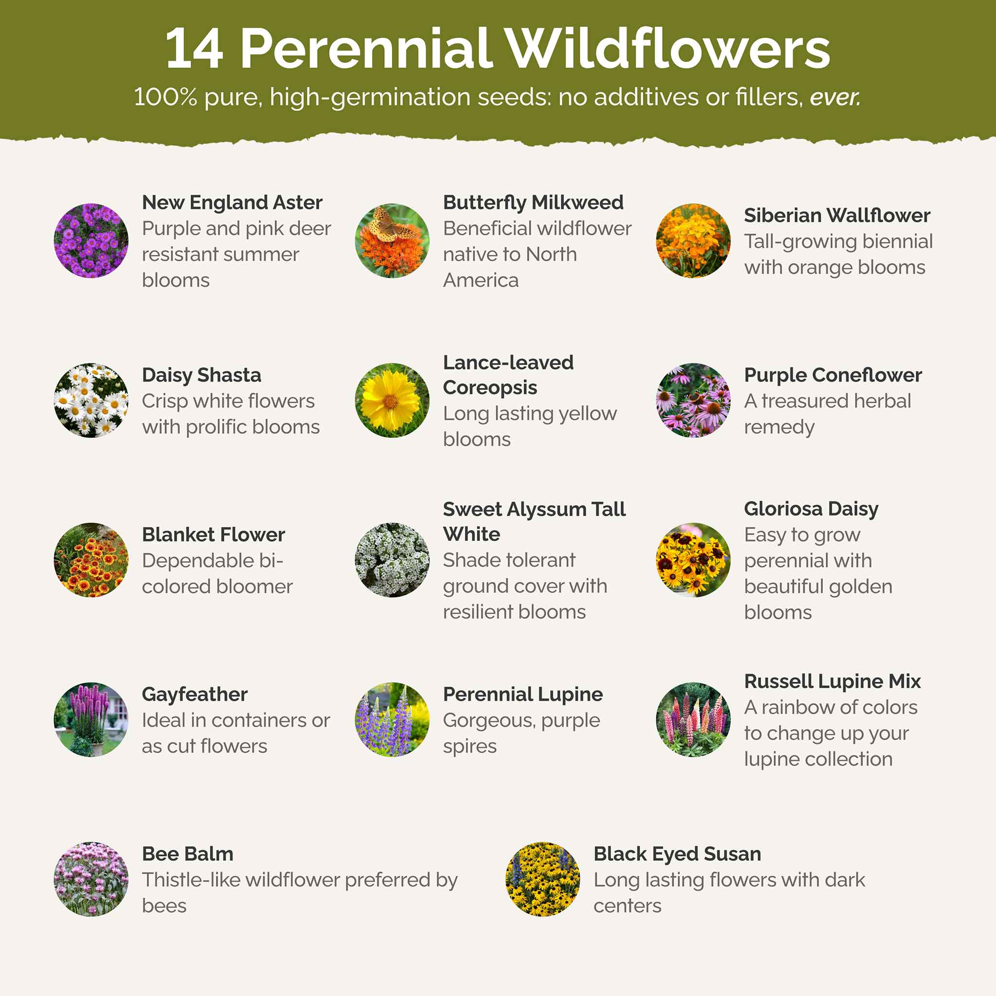 Northeast All Perennial Wildflower Seed Mix – Eden Brothers