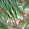 Onion Seeds - White Lisbon | Vegetable Seeds in Packets & Bulk | Eden ...