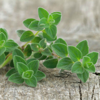 Medicinal Herbs | Shop 88 Varieties | Eden Brothers