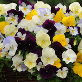 Pansy Seeds - Cool Wave Mix | Flower Seeds in Packets & Bulk | Eden ...
