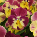 Pansy Seeds - Cool Wave Strawberry Swirl | Flower Seeds in Packets ...