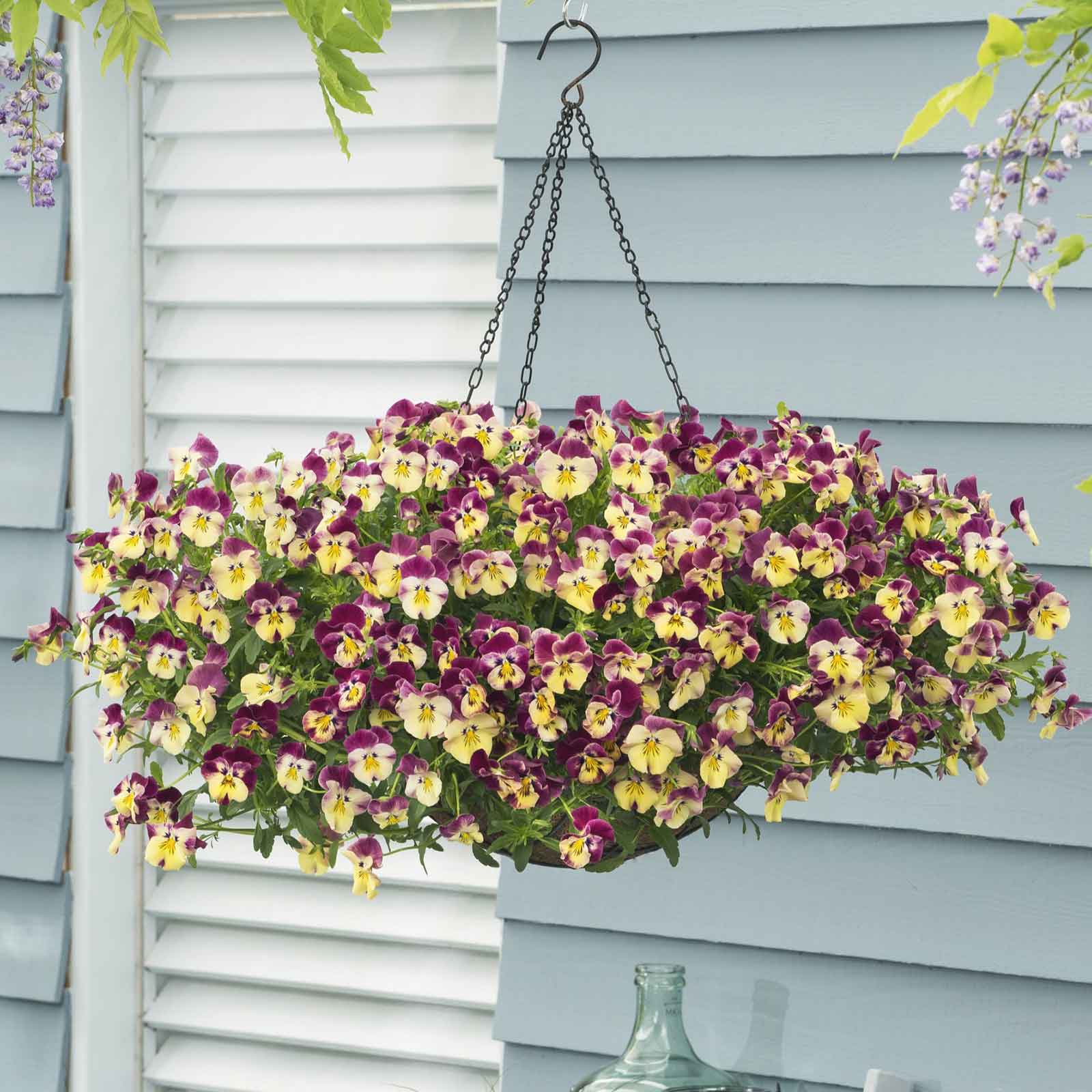 Pansy Seeds - Cool Wave Strawberry Swirl | Flower Seeds in Packets ...