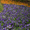 Pansy Seeds - Frizzle Sizzle Blue | Flower Seeds in Packets & Bulk ...