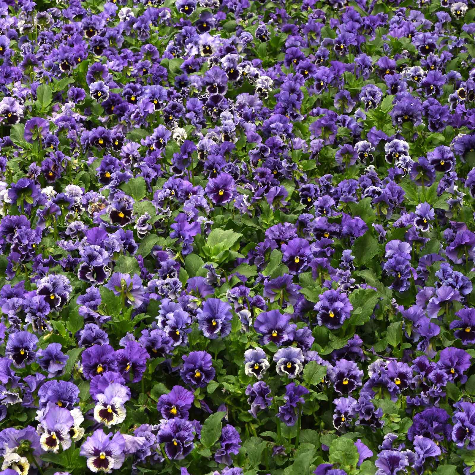 Pansy Seeds - Frizzle Sizzle Blue | Flower Seeds in Packets & Bulk ...