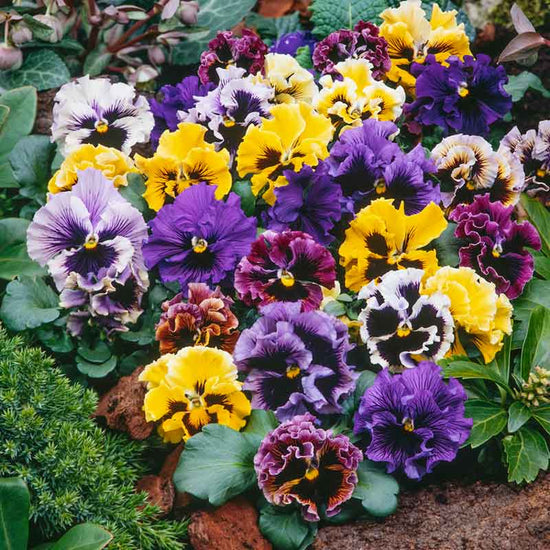 Pansy Seeds - Frizzle Sizzle Mix | Flower Seeds in Packets & Bulk ...